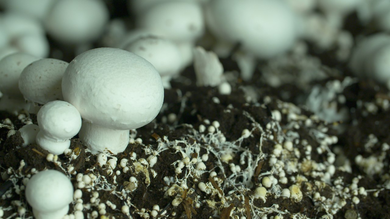 PULSAR FOOD - GLOB-CHEM